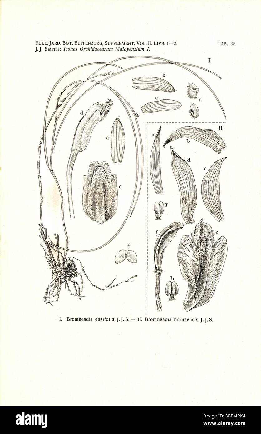 Illustration of Bromheadia ensifolia and B. borneensis orchid species ...