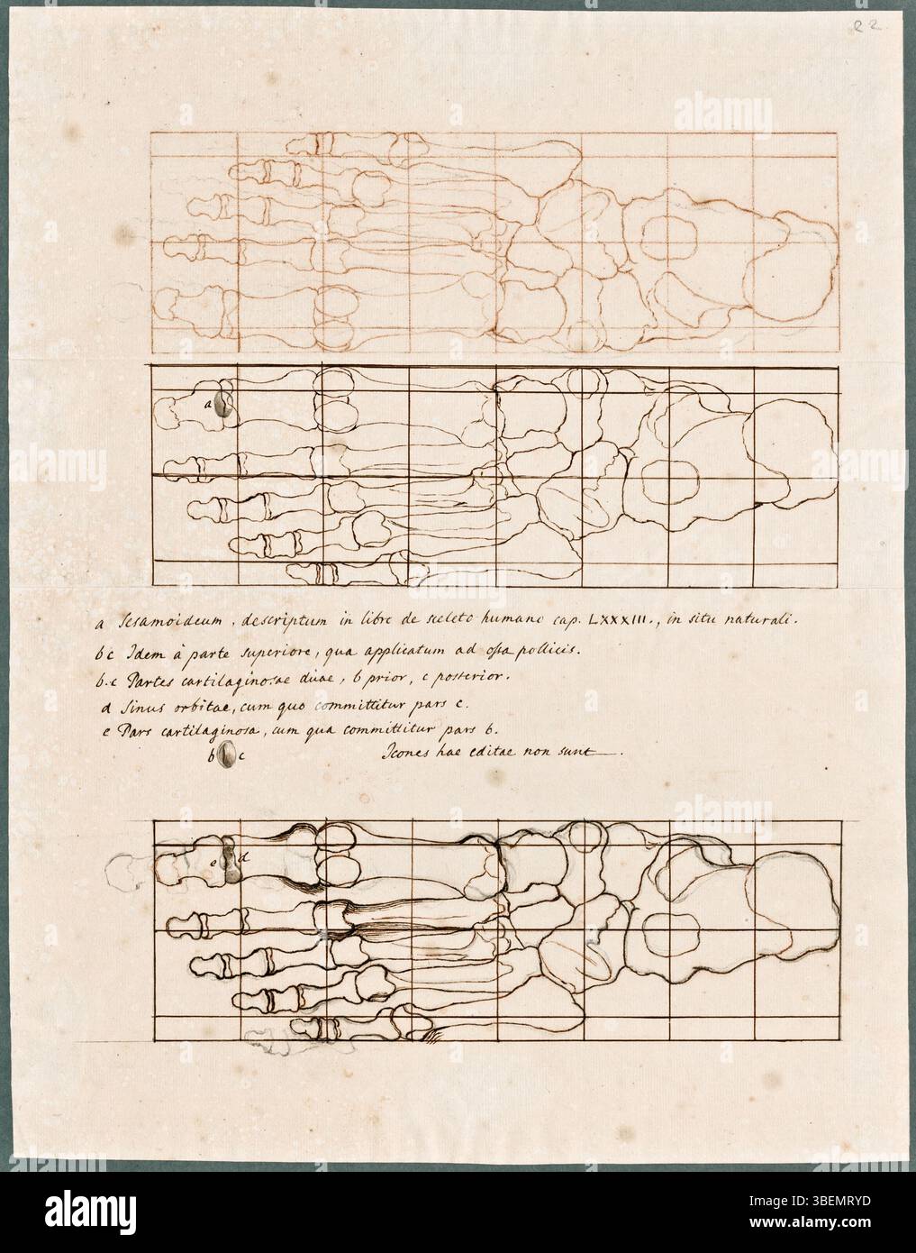This preparatory drawing by Jan Wandelaar illustrates the cartilage in ...
