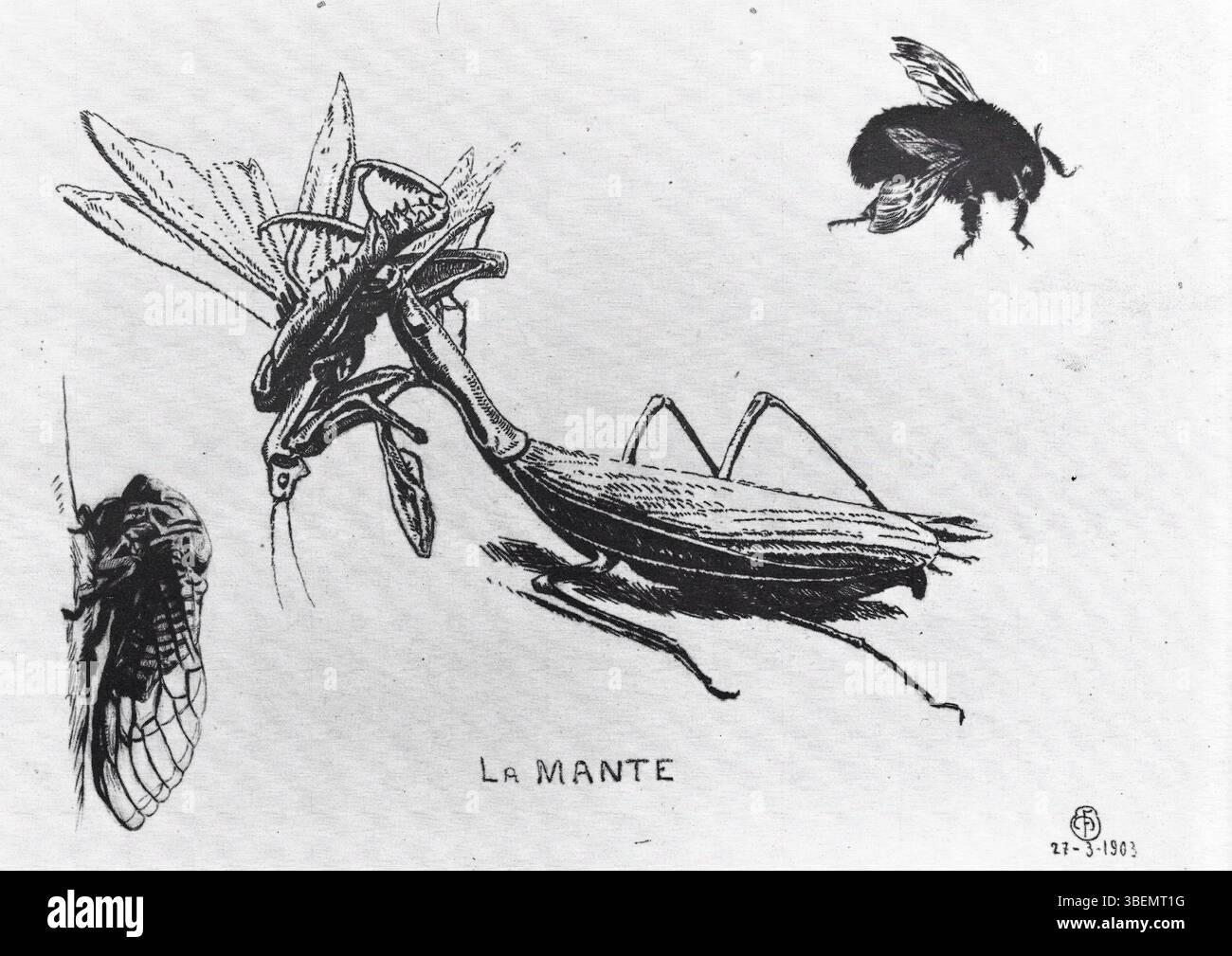 ‘La Mante Religieuse’ (The Praying Mantis) by François Maréchal ...