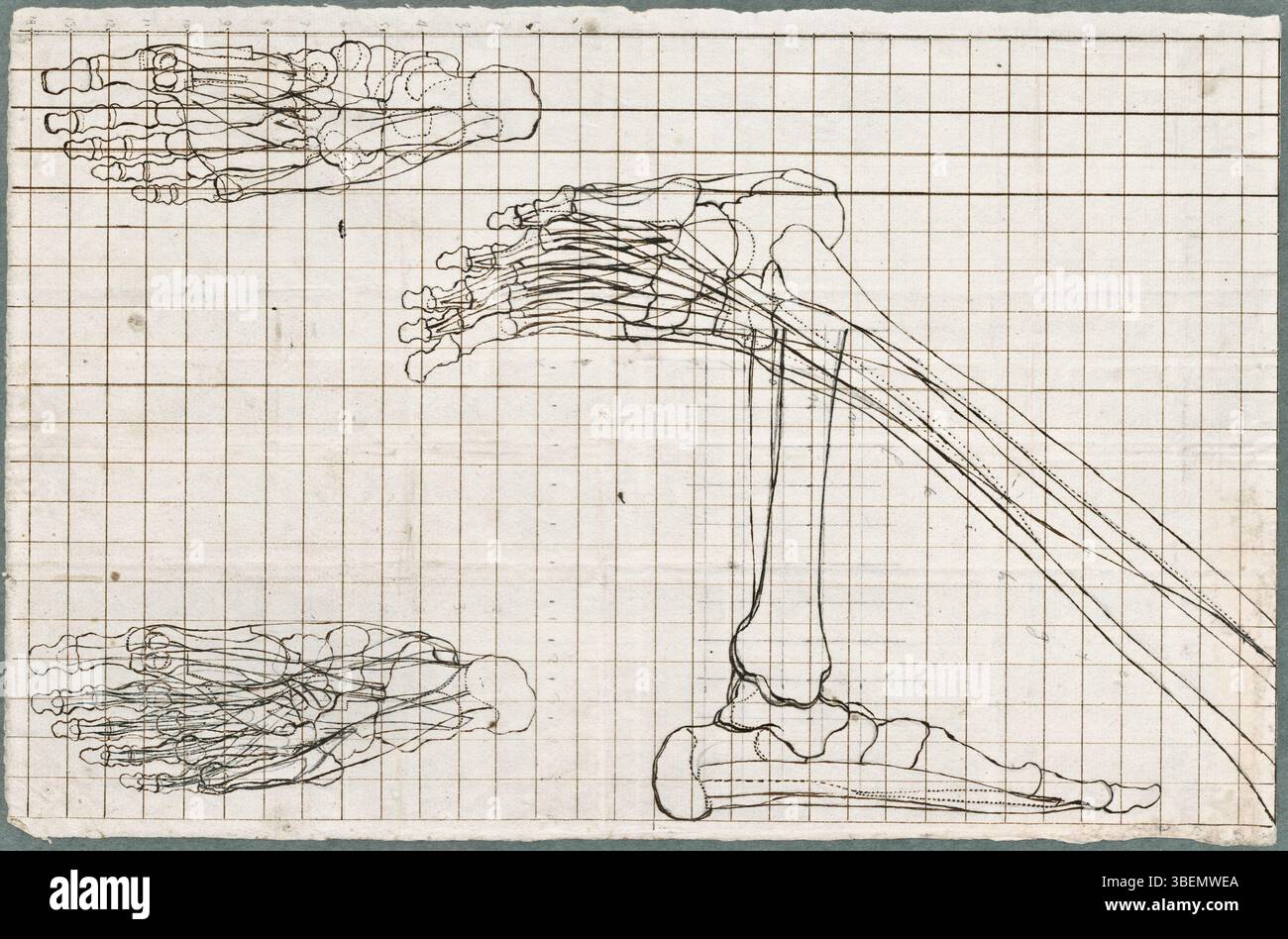 This anatomical drawing by Jan Wandelaar focuses on the bones of the ...