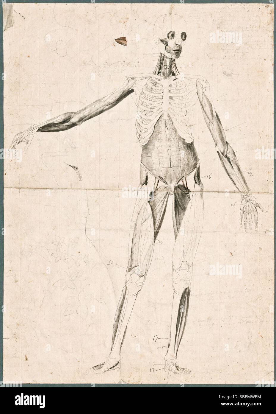 This etching by Jan Wandelaar shows the third layer of muscles from a ...
