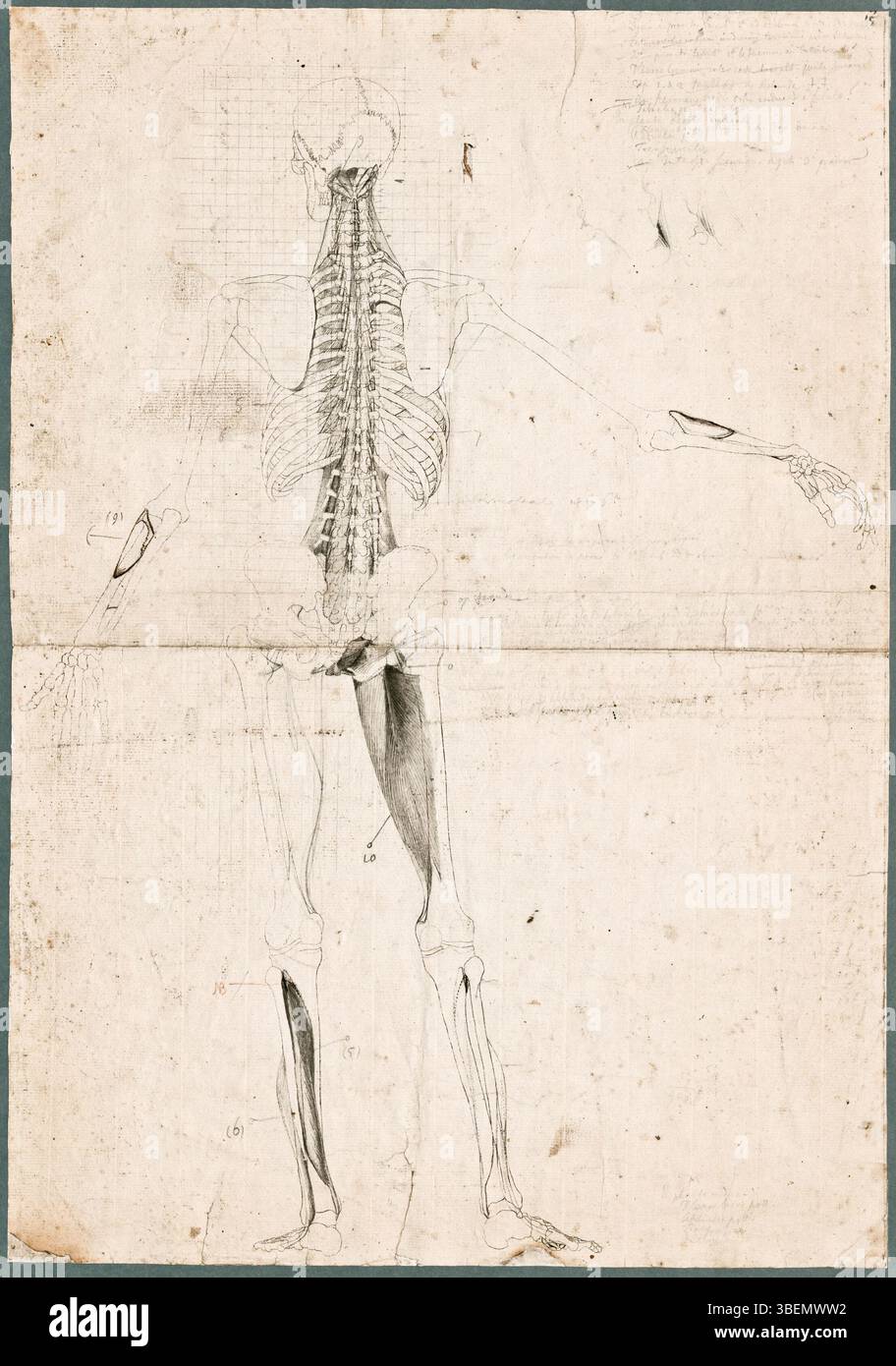 This etching by Jan Wandelaar illustrates the fourth layer of muscles ...