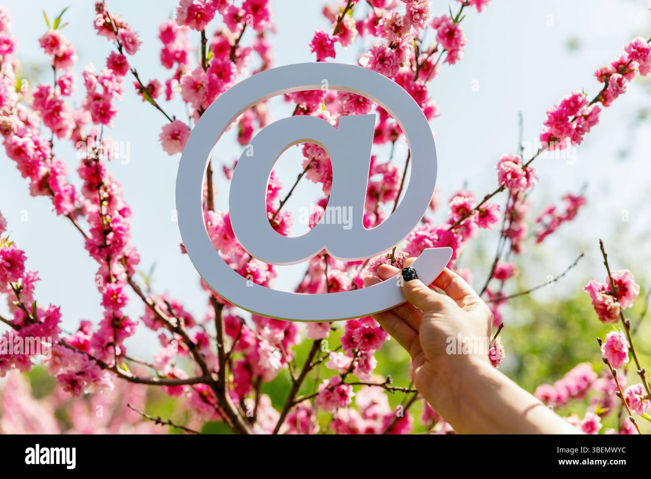 Hand holding white at symbol sign in front of blooming pink cherry ...