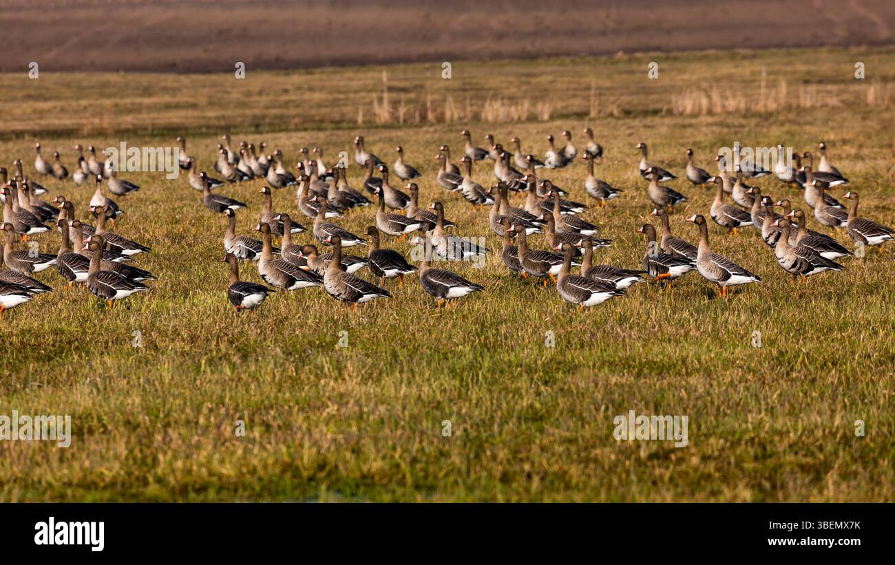 A large flock of wild geese gathers on a grassy field in Biebrza ...