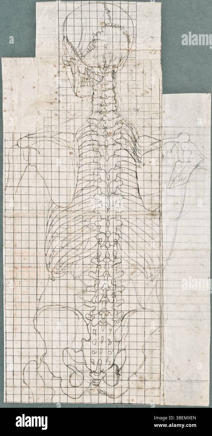 This anatomical drawing shows the upper body in a dorsal view. The ...