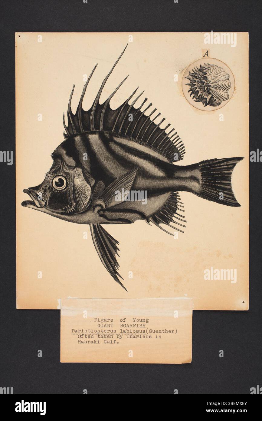 Giant boarfish hi-res stock photography and images - Alamy