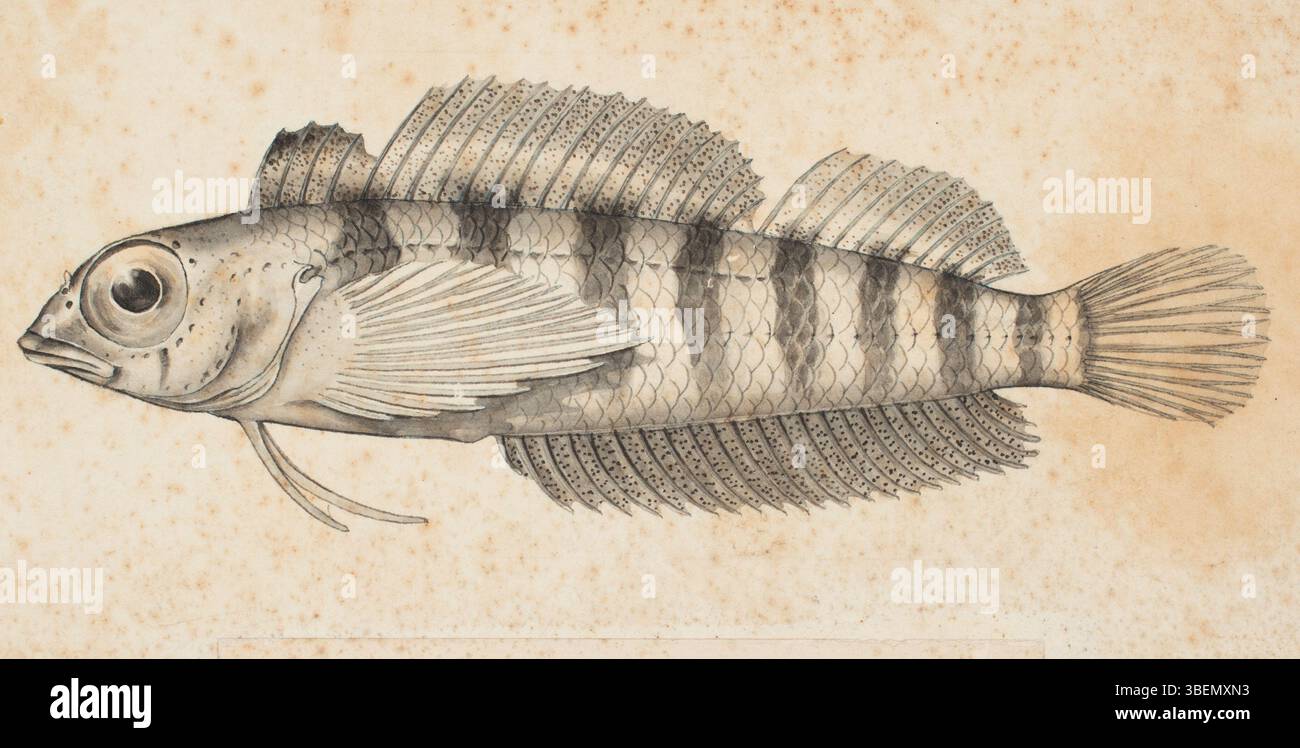 Tripterygion bucknilli hi-res stock photography and images - Alamy