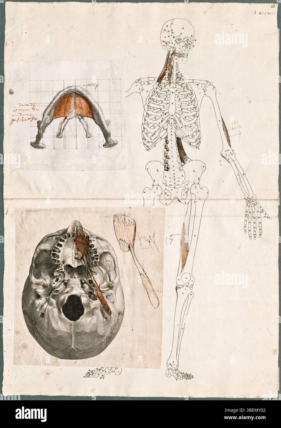 This preparatory drawing by Jan Wandelaar illustrates the muscles of ...