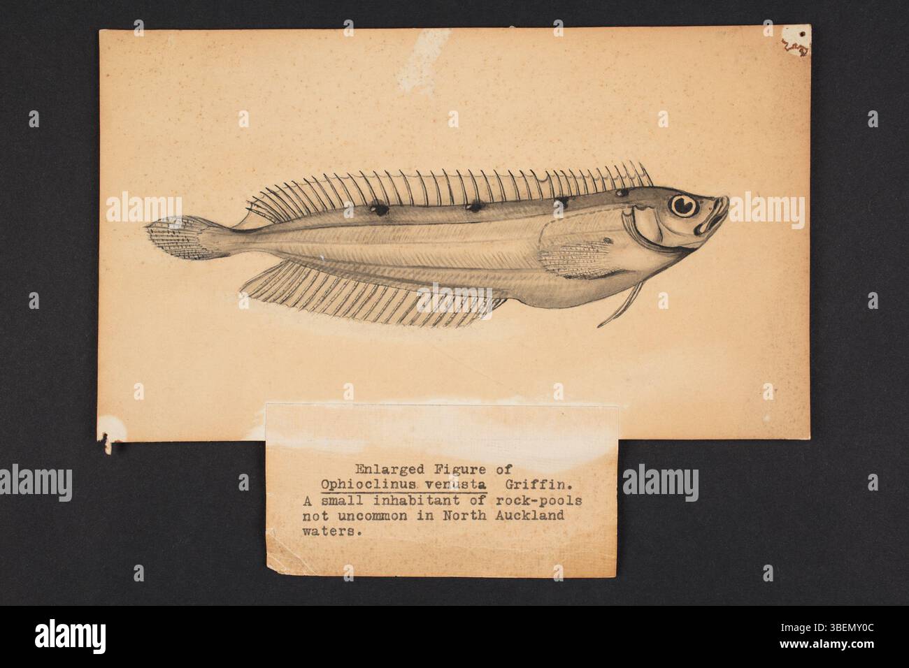 This drawing by L. T. Griffin depicts *Ophioclinus venusta* (now ...