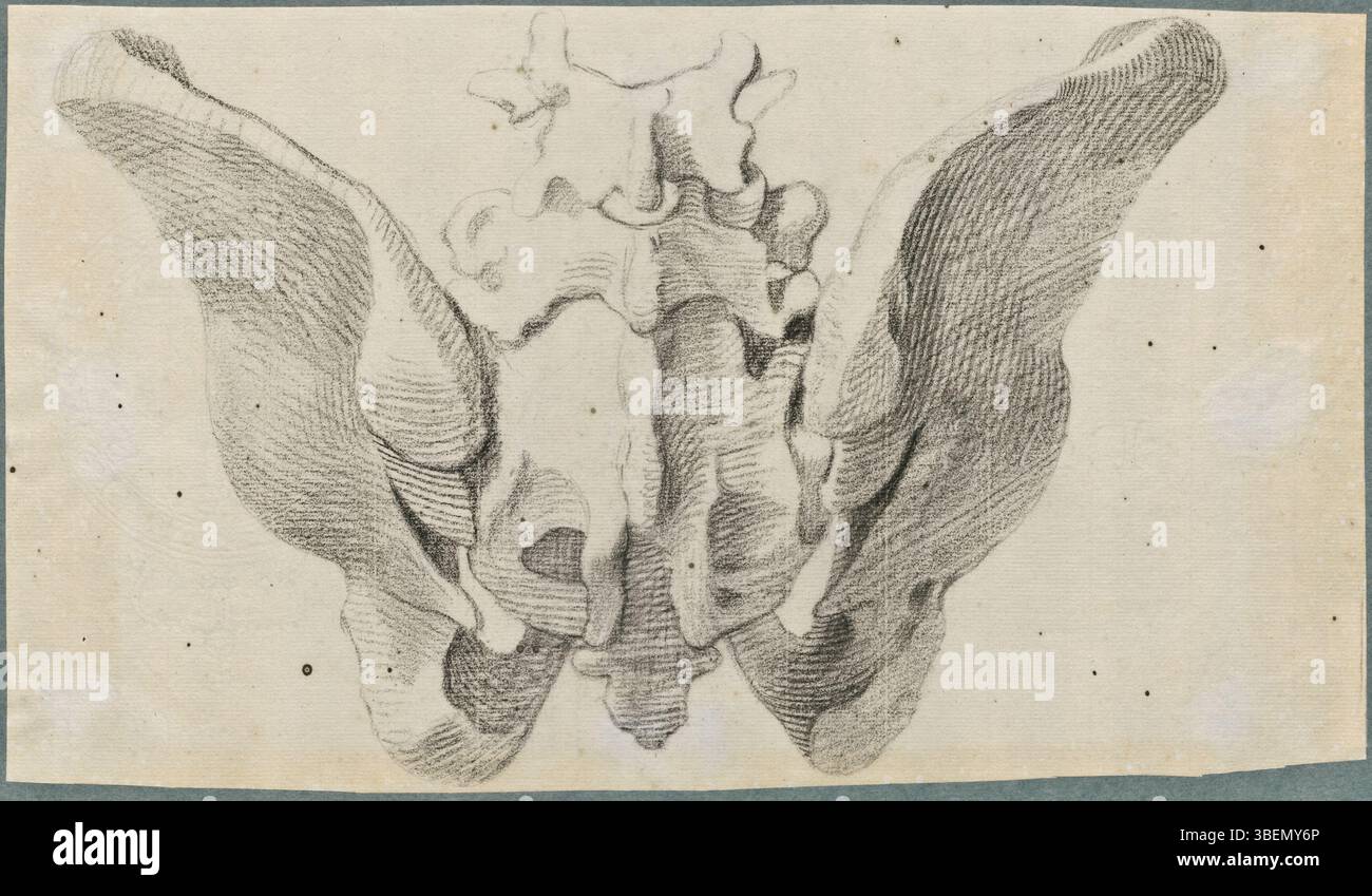 An 18th-century anatomical drawing by Jan Wandelaar showing a dorsal ...