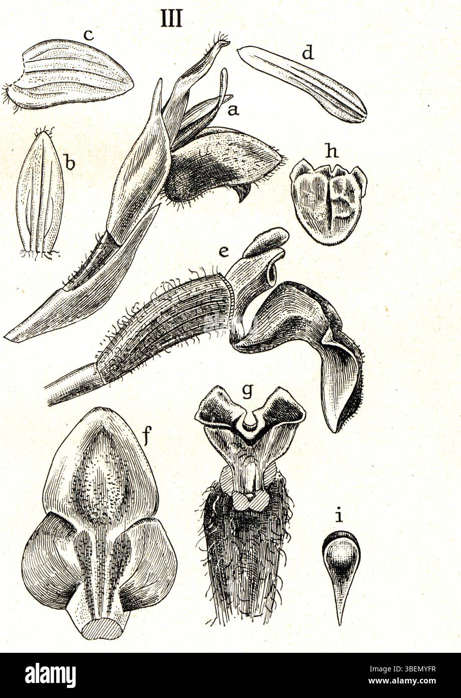This illustration from Icones Orchidacearum Malayensium (1930) by ...