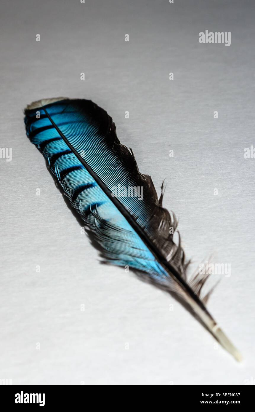 Blue jay color backdrop hi-res stock photography and images - Alamy