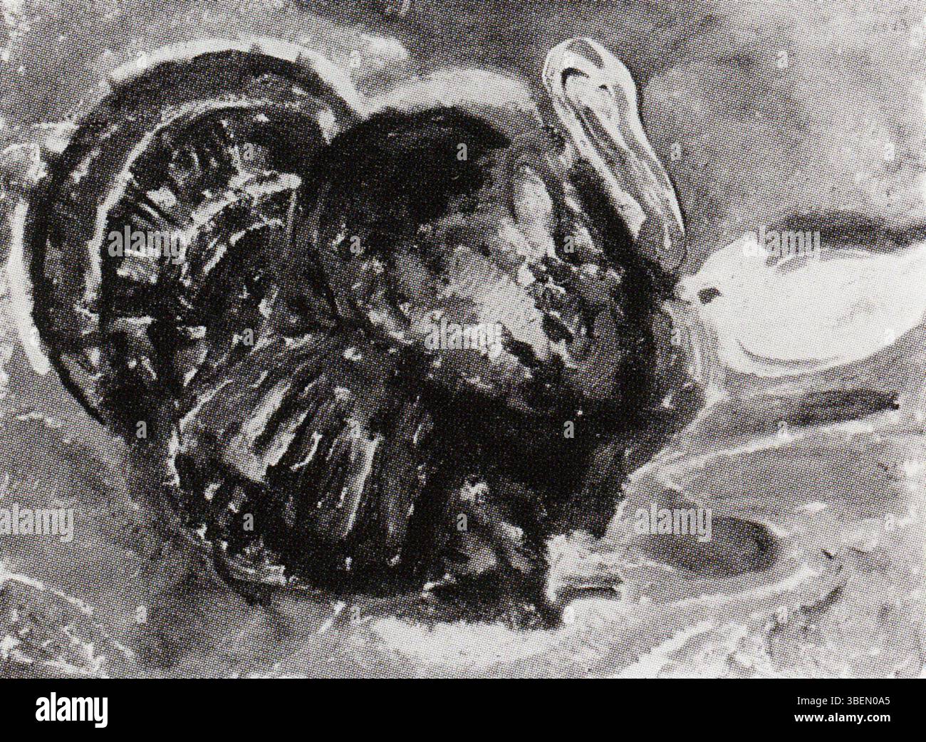 Turkey (1913) by Edvard Munch is a colorful and vivid painting ...