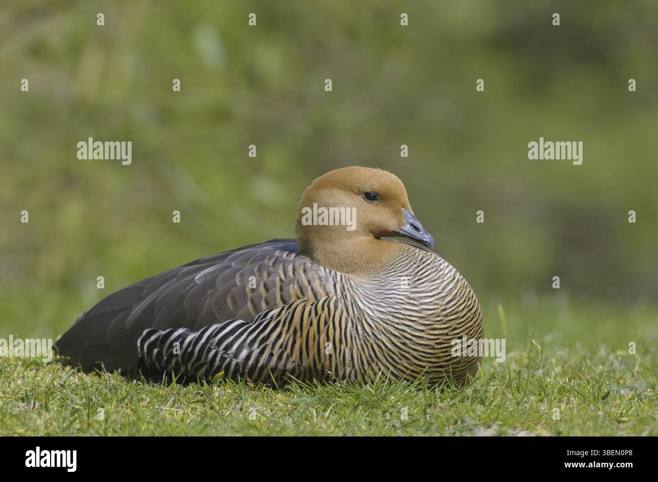 Female upland goose chloephaga hi-res stock photography and images - Alamy