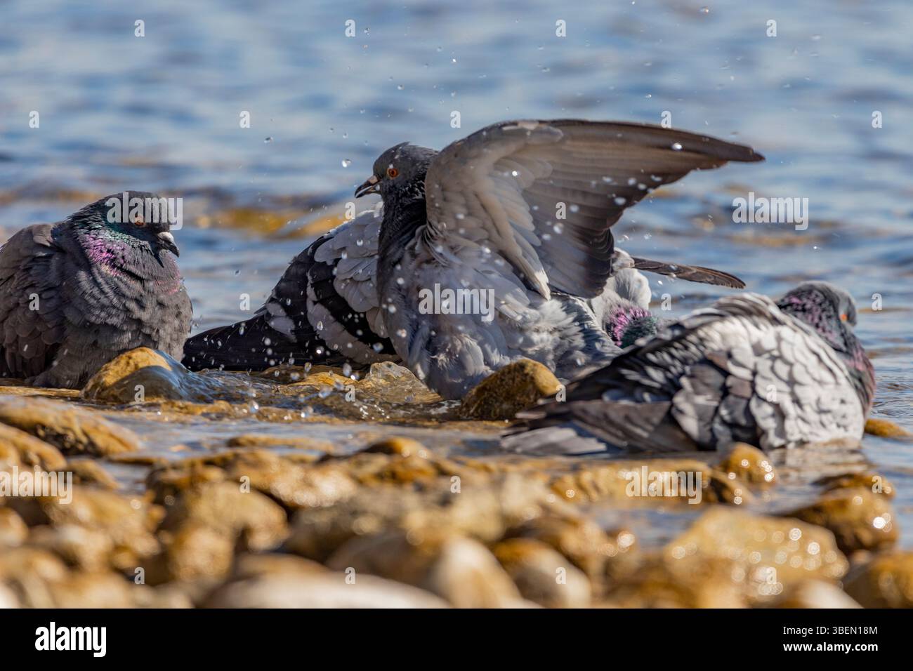 A dove is a gentle, white bird often seen as a symbol of peace, hope ...