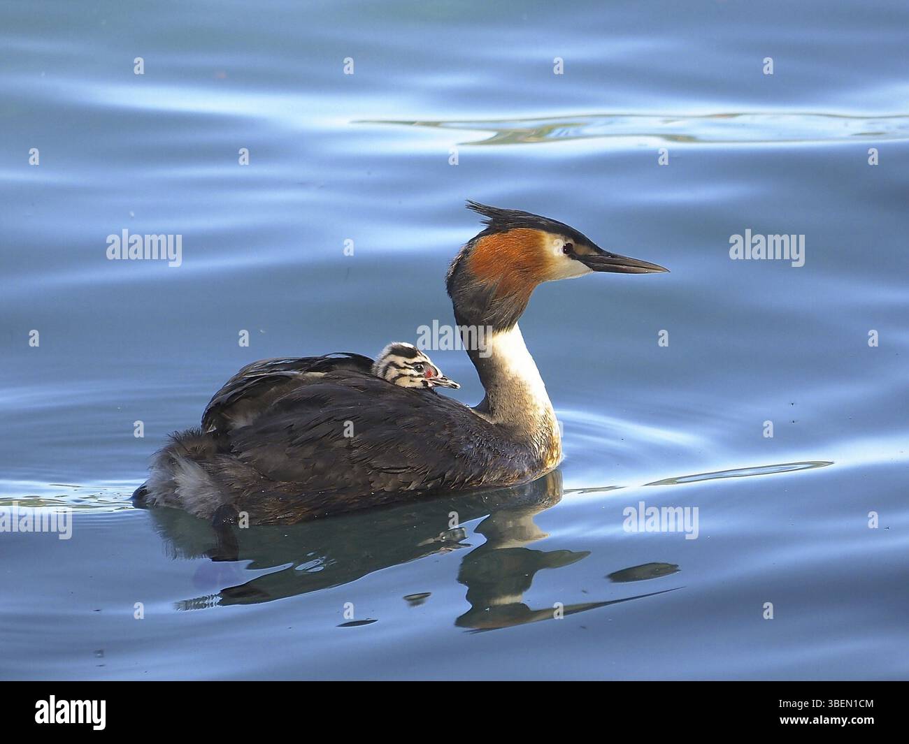 Great crested grebe with downy chicks (Podiceps cristatus Stock Photo ...