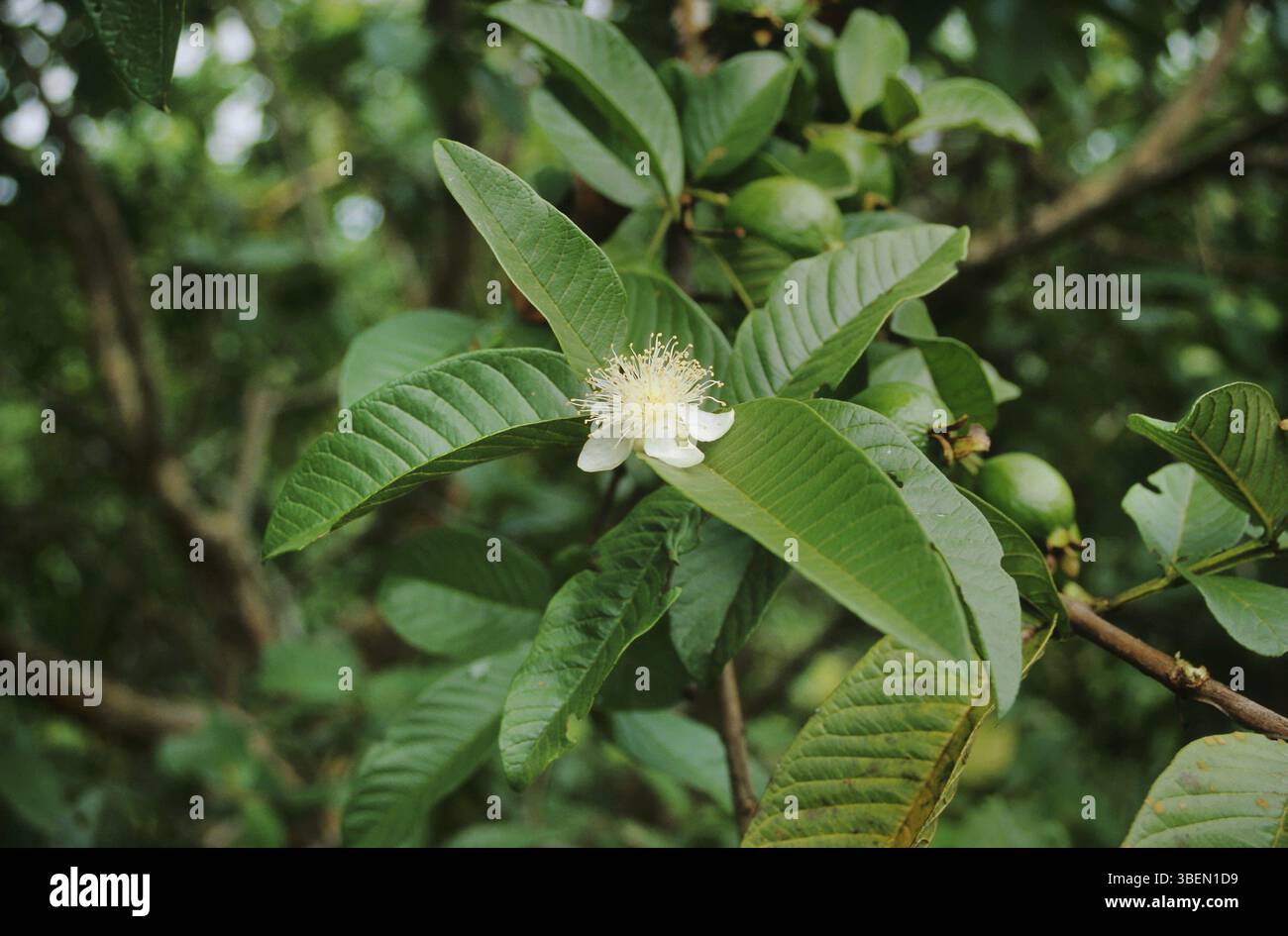 Guava tree, flower (Psidium guajava Stock Photo - Alamy