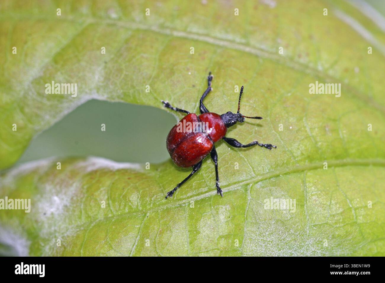 Attelabus nitens hi-res stock photography and images - Alamy