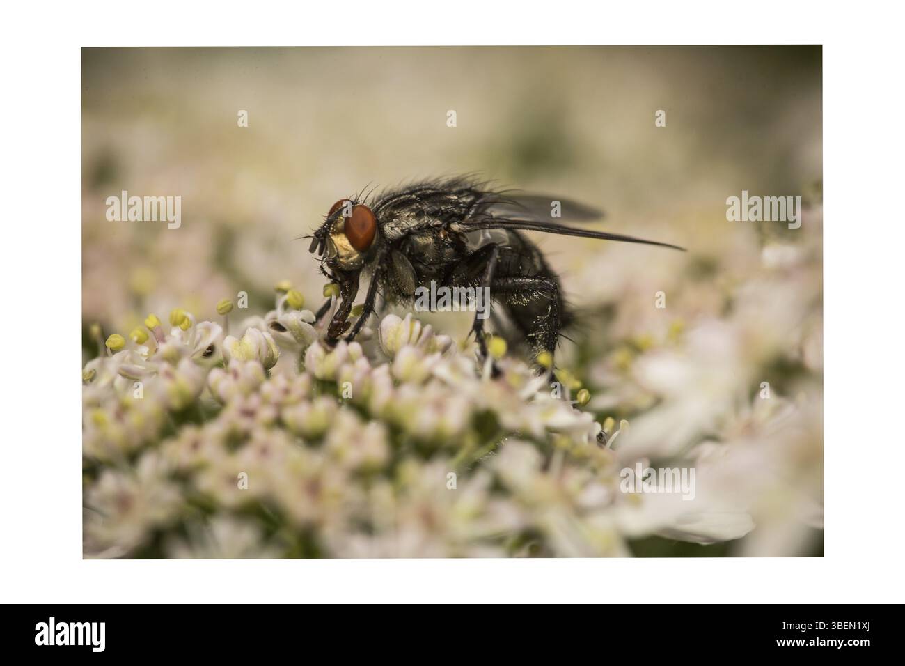 Fly brachycera diptera head fly Cut Out Stock Images & Pictures - Alamy