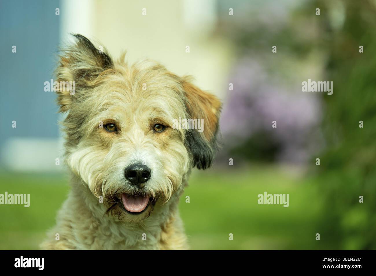 Domestic dog (Canis lupus familiaris Stock Photo - Alamy