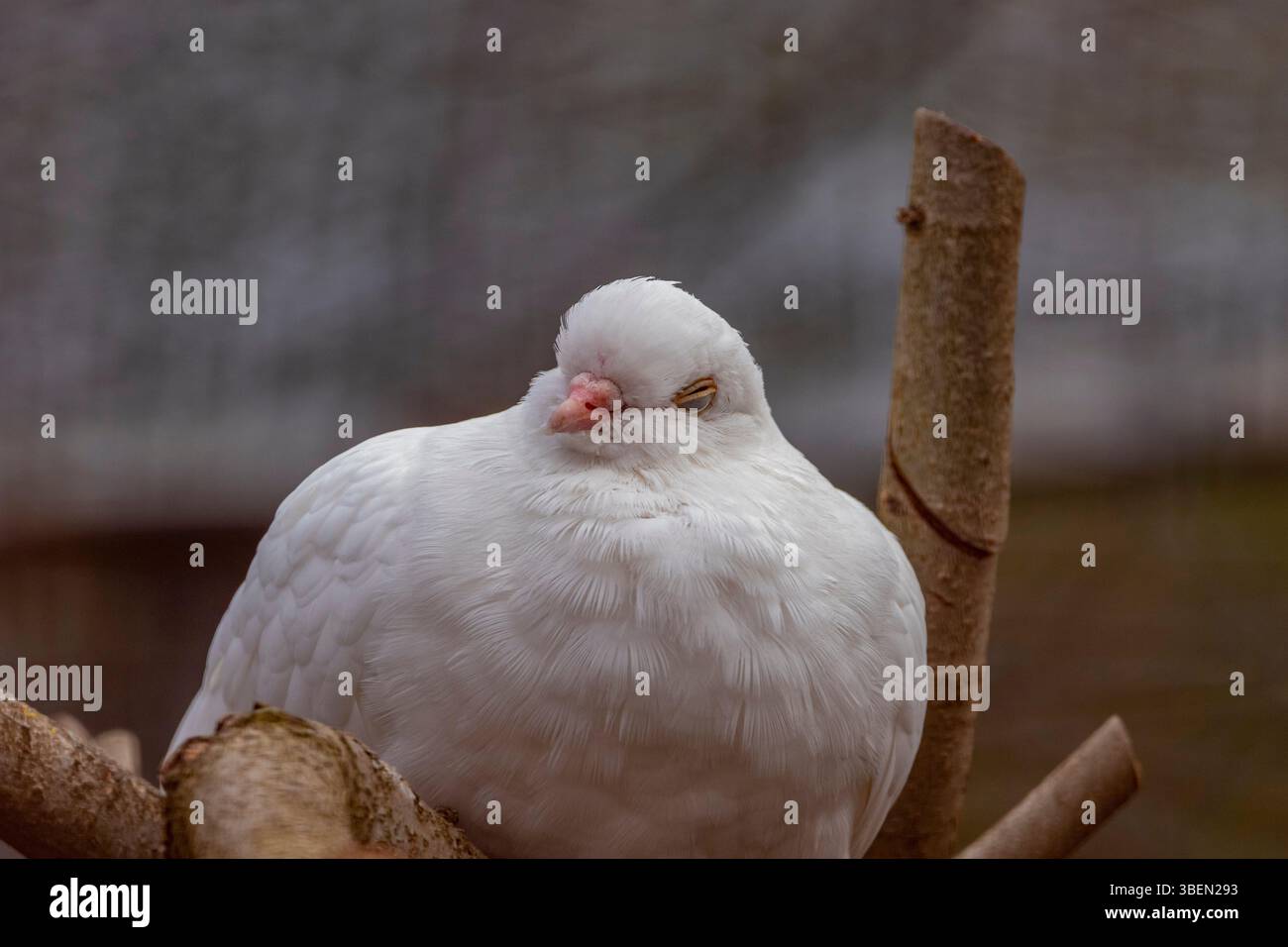 A dove is a gentle, white bird often seen as a symbol of peace, hope ...