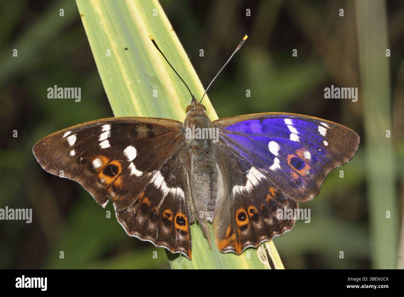 Lesser purple emperor (Apatura lilia Stock Photo - Alamy