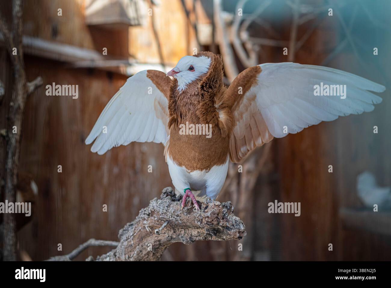 A dove is a gentle, white bird often seen as a symbol of peace, hope ...