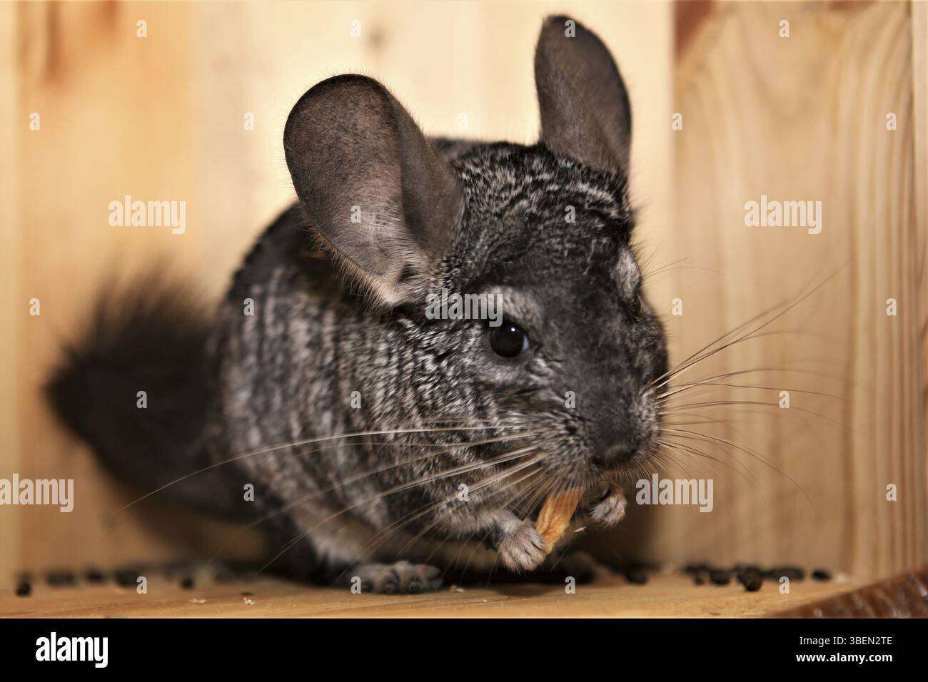 Chinchilla (Chinchilla lanigera Stock Photo - Alamy