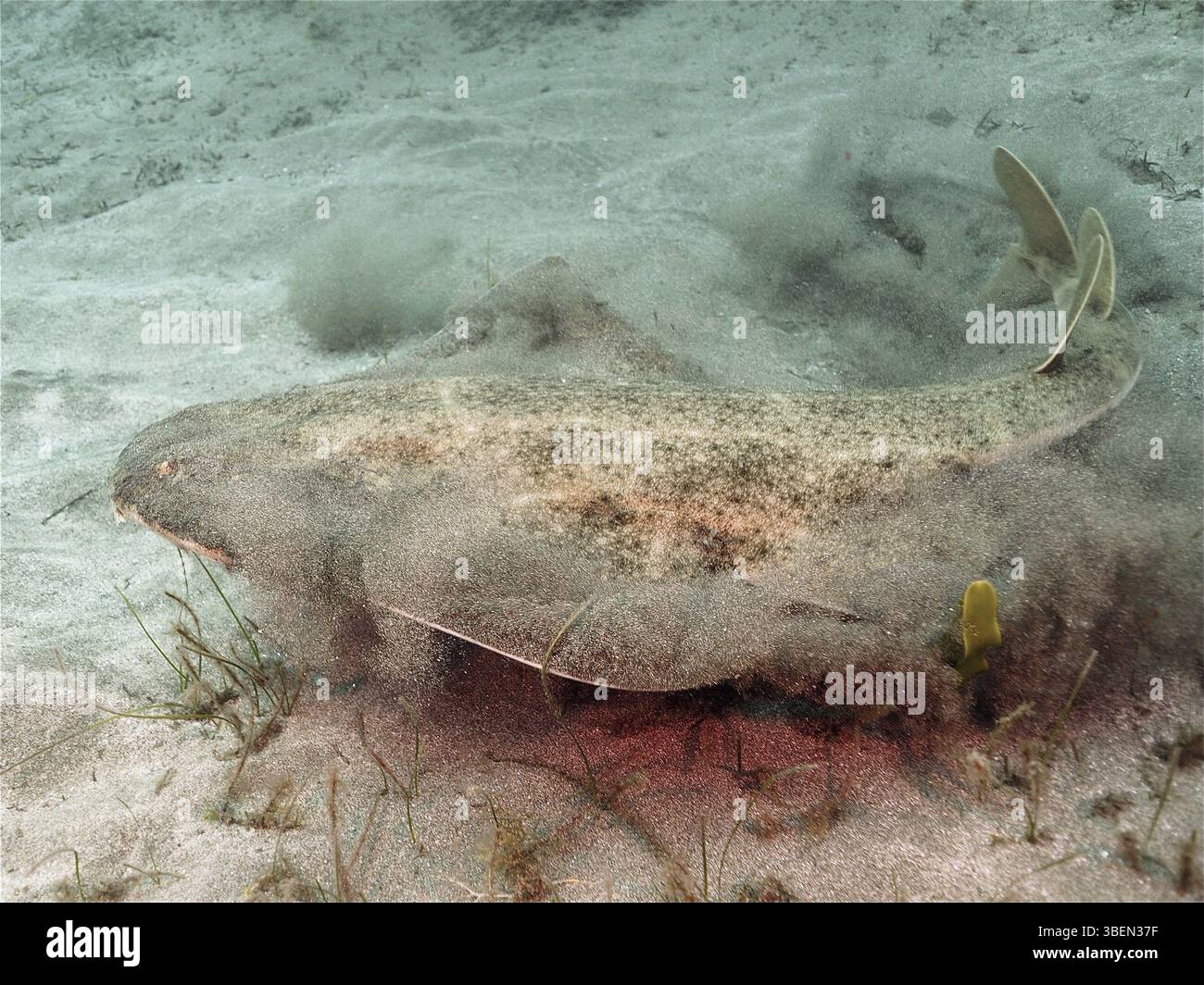 Angelshark (Squatina squatina Stock Photo - Alamy
