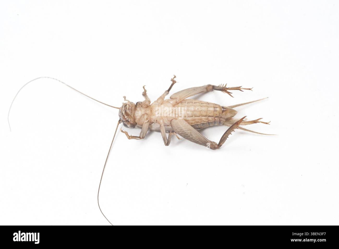 Cricket (Acheta domestica Stock Photo - Alamy