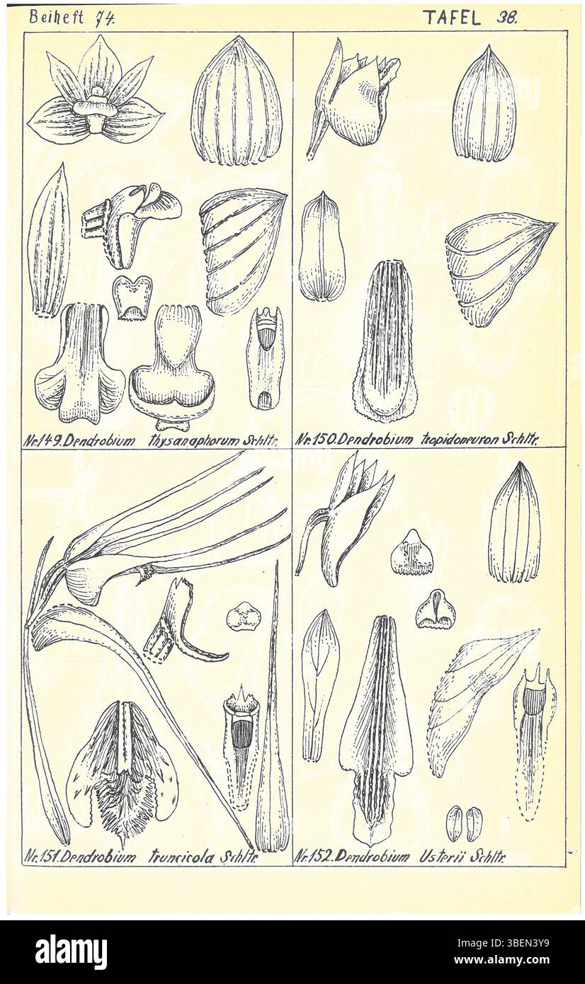 Orchids floral structure Cut Out Stock Images & Pictures - Alamy