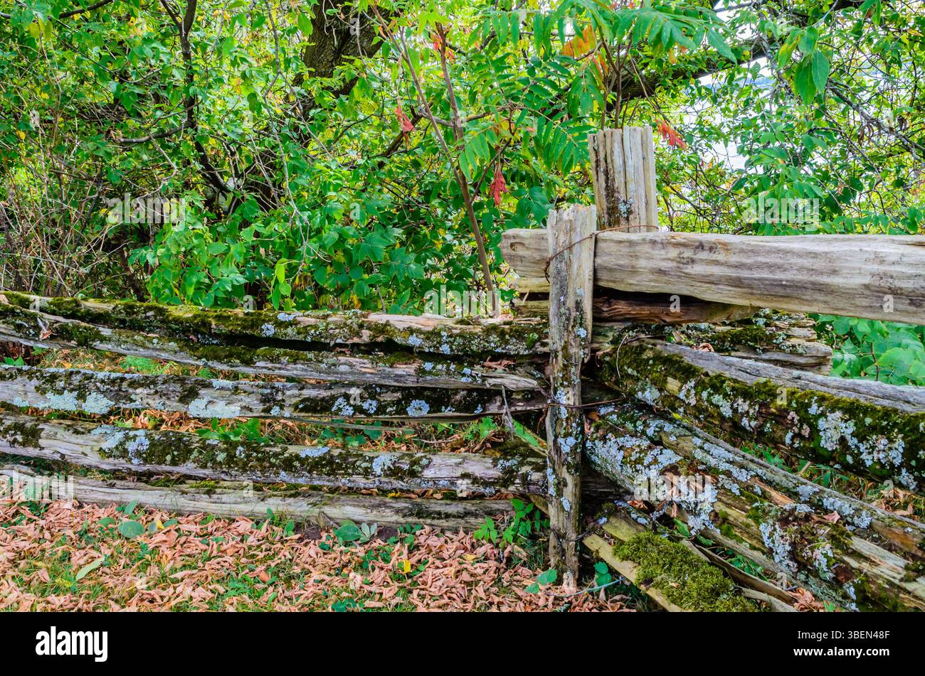 old weathered cedar fence rails and posts with moss and lichen in ...
