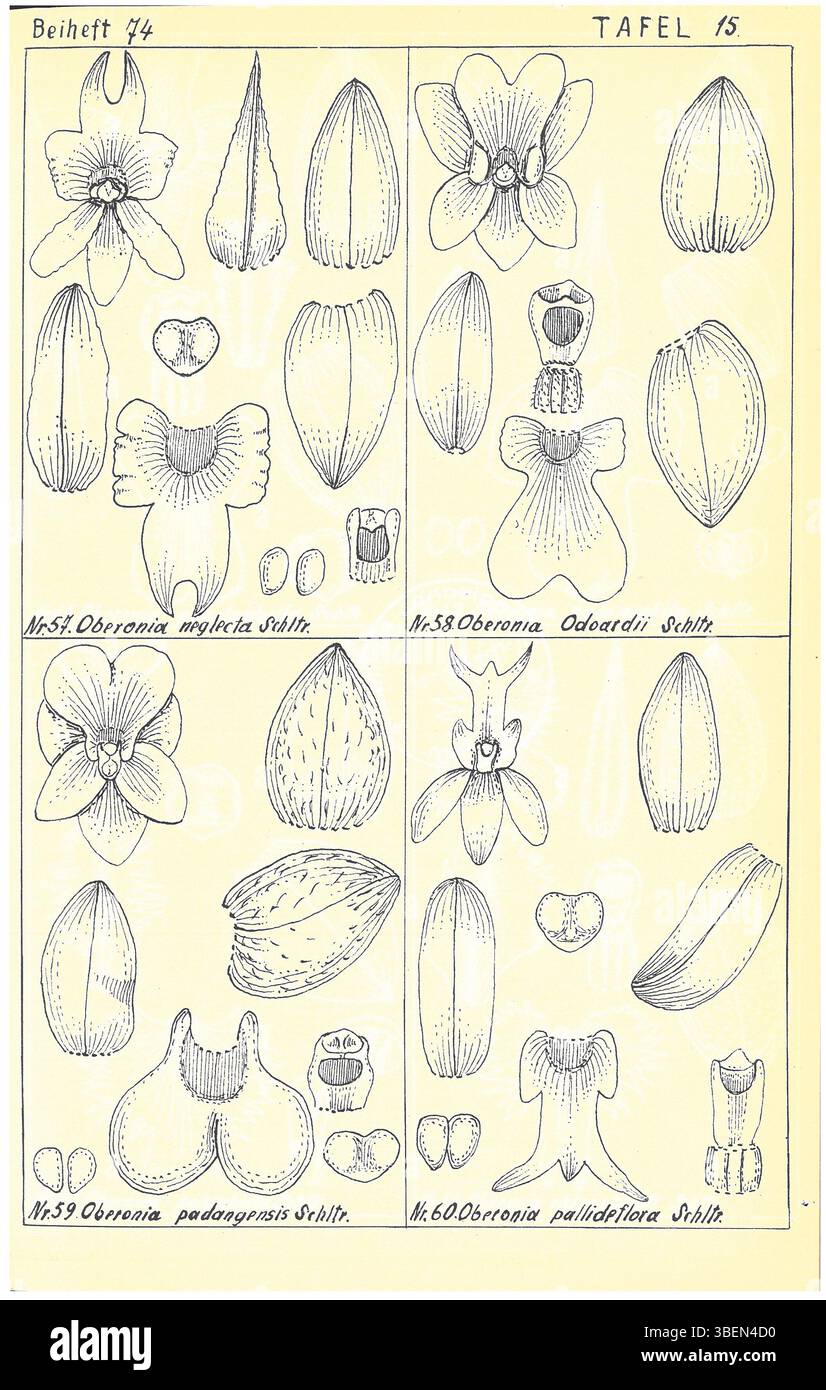 This plate depicts four orchid species from India and Malaysia ...