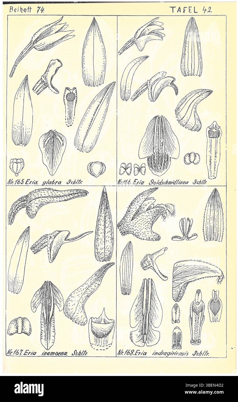 Plant study series Cut Out Stock Images & Pictures - Alamy