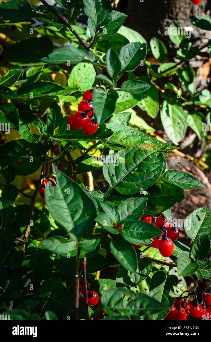Clusters of Red Bittersweet Nightshade berries filling the vertical ...