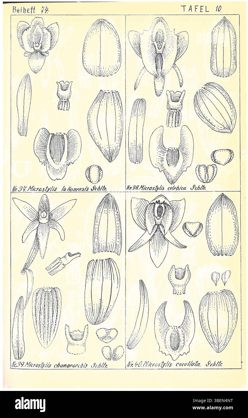 This plate shows four orchid species from India and Malaysia: Crepidium ...