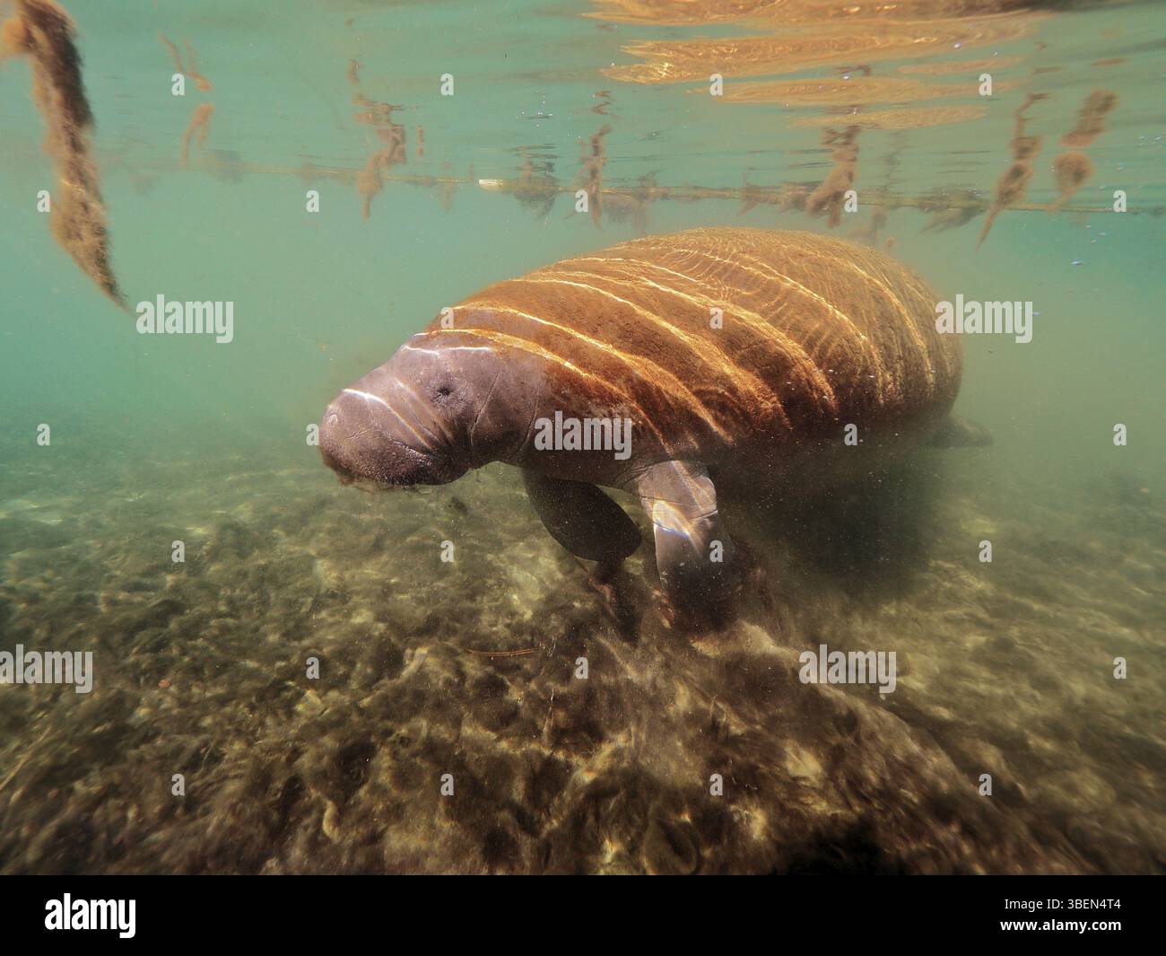 Round-tailed manatee (Trichechus manatus Stock Photo - Alamy