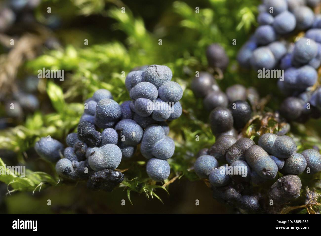 Filamentous fruit slime mould (Badhamia utricularis Stock Photo - Alamy
