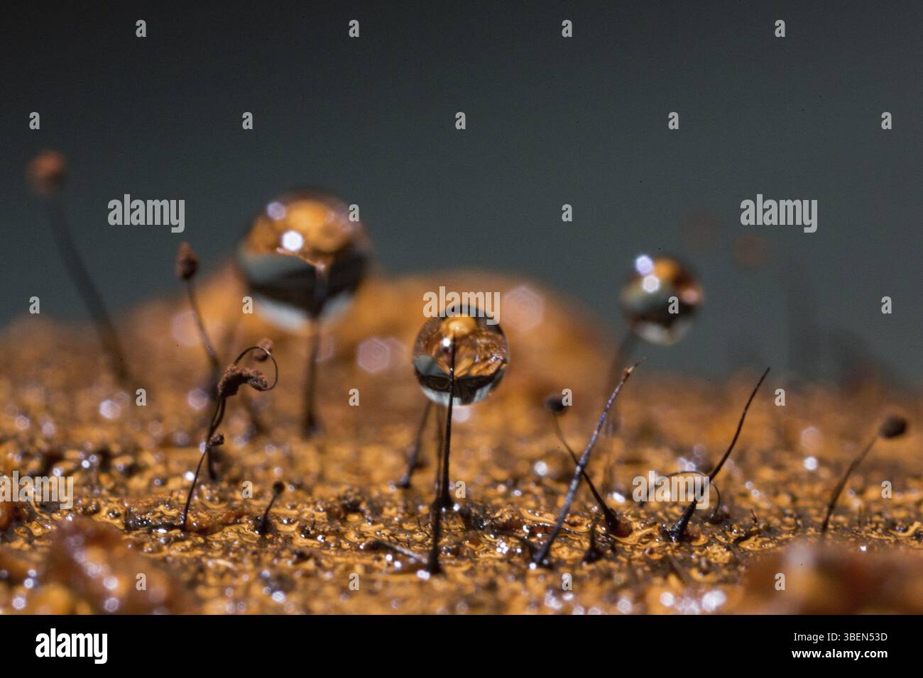 Slate grey filamentous globule (Comatricha nigra Stock Photo - Alamy