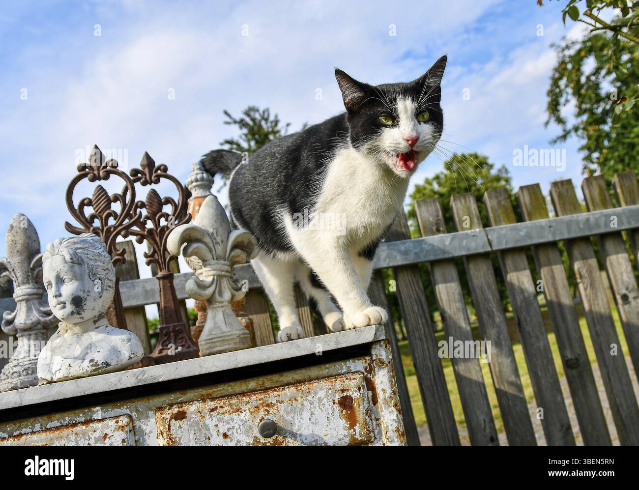 Cat growl hi-res stock photography and images - Alamy