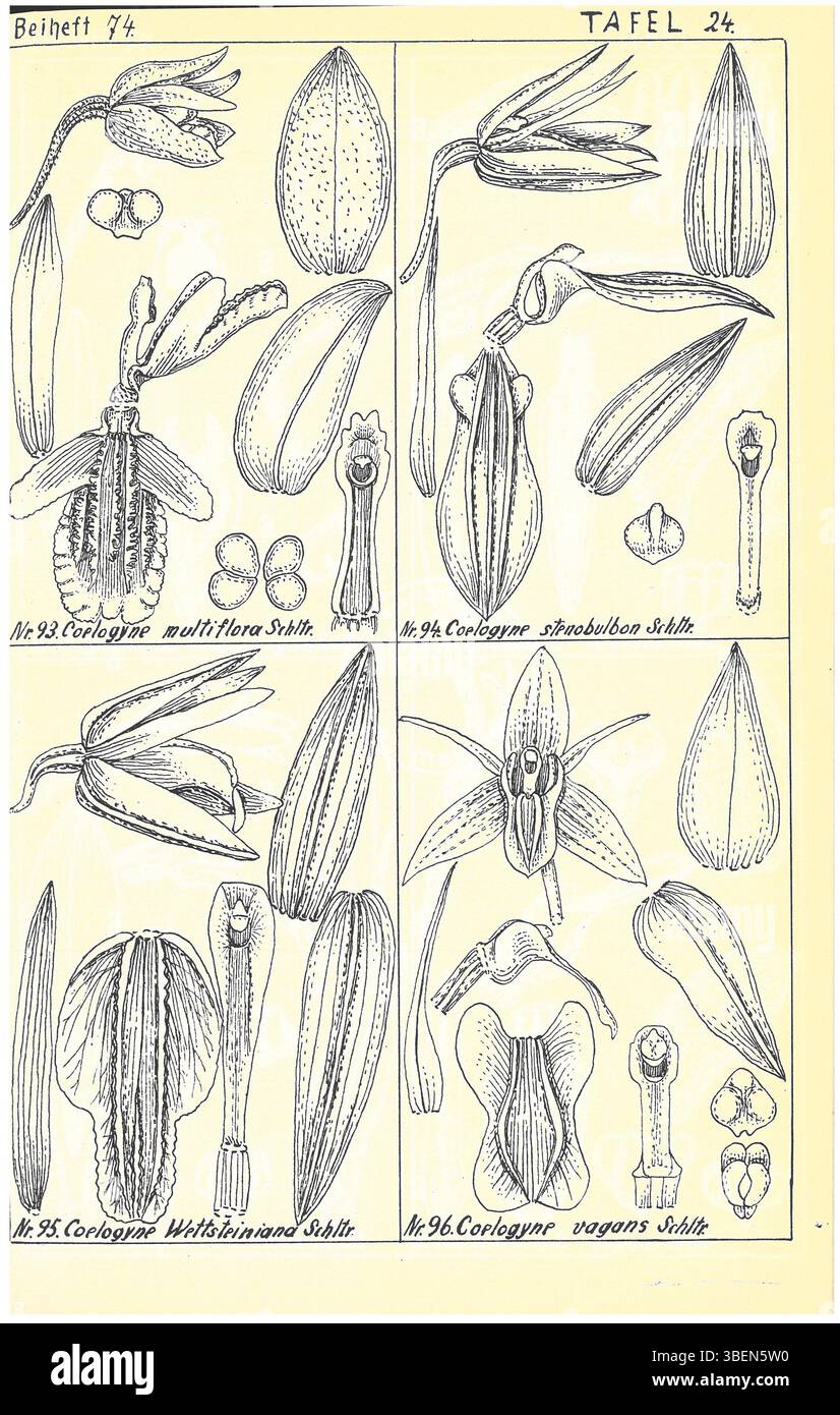 Rudolf Schlechter's 1934 plate depicts four orchid species: Coelogyne ...