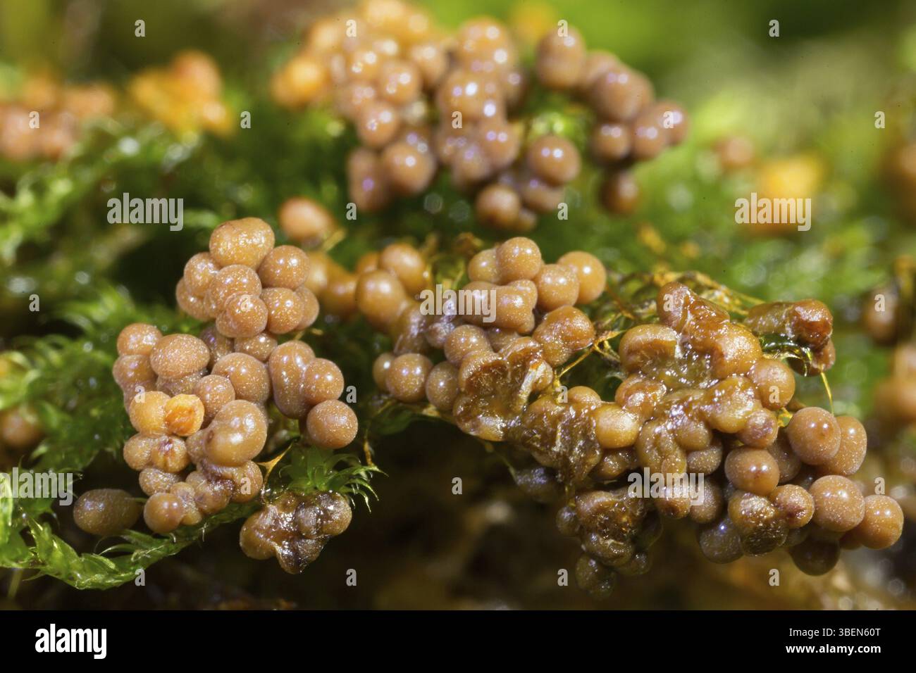 Filamentous fruit slime mould (Badhamia utricularis Stock Photo - Alamy