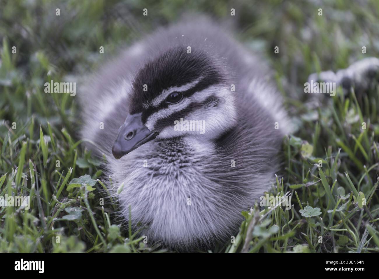 Maned goose (Chenonetta jubata Stock Photo - Alamy