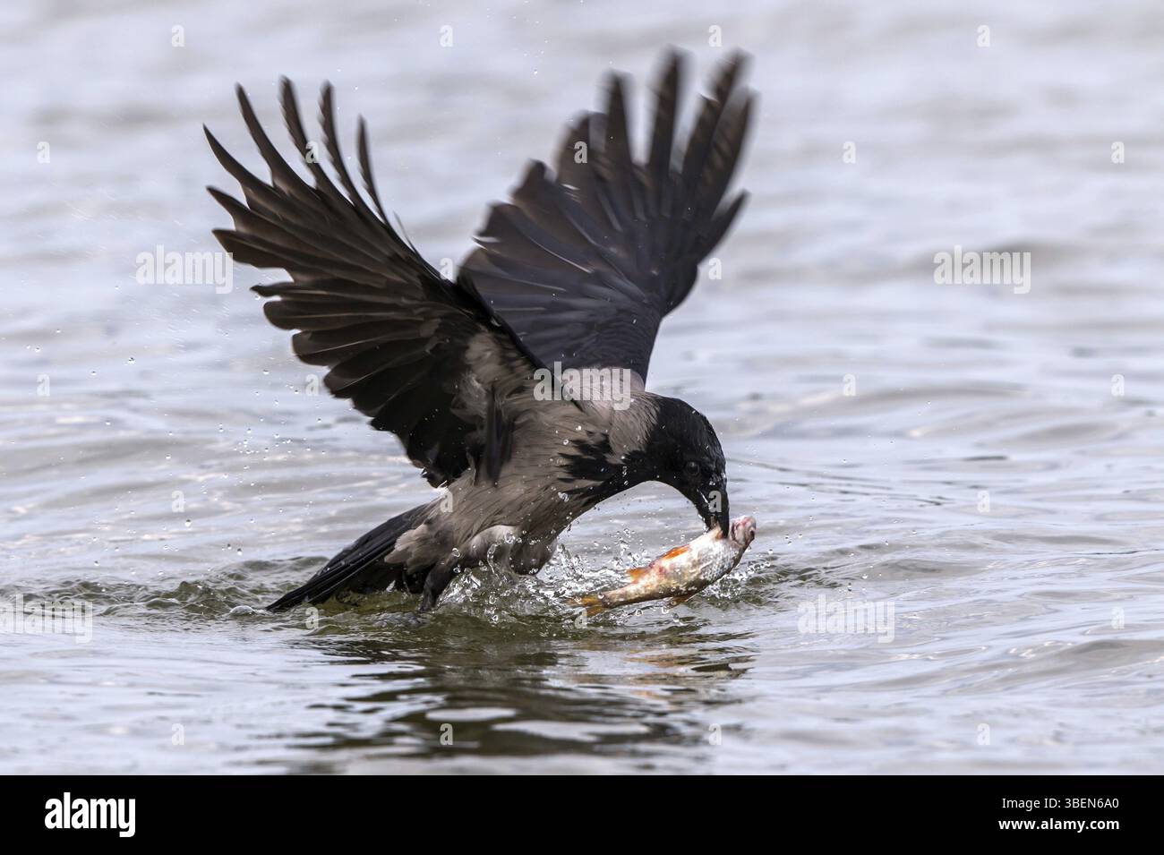 Foraging carrion crow corvus hi-res stock photography and images - Alamy