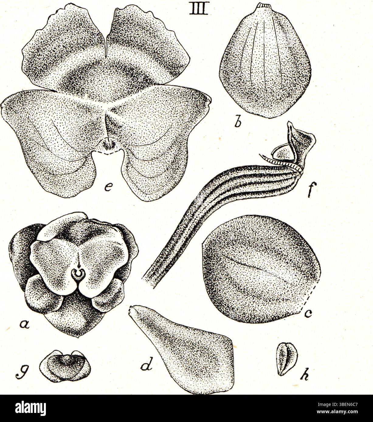 Crepidium cupuliflorum, previously known as Microstylis cupuliflora, is ...