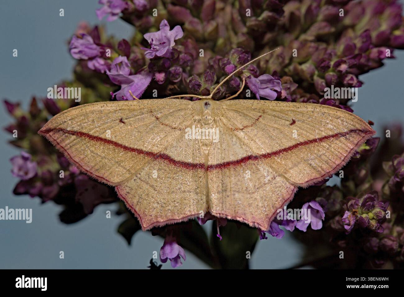 Dock moth (Timandra comae Stock Photo - Alamy
