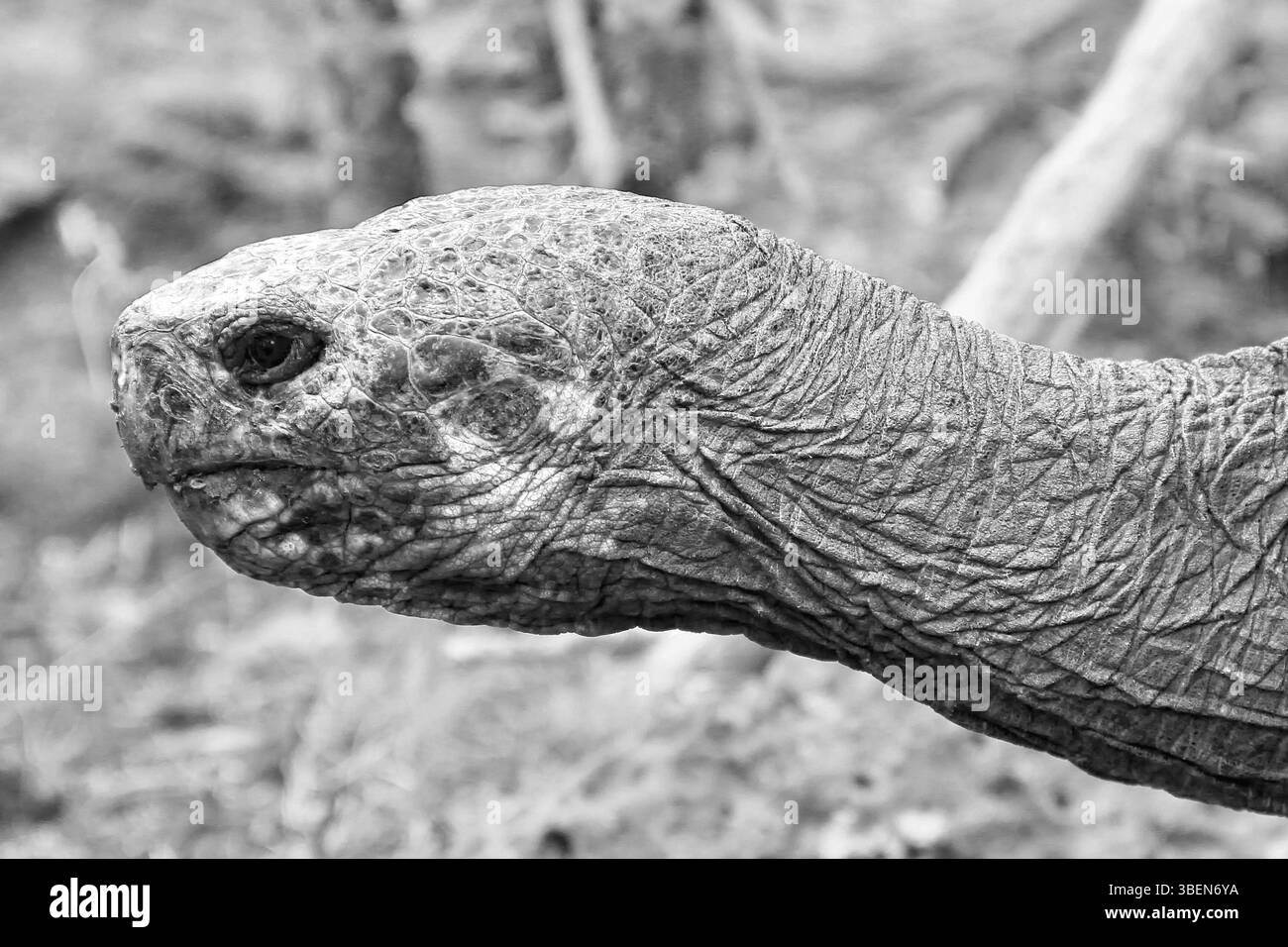 Galapagos giant tortoise (Chelonoidis nigra Stock Photo - Alamy