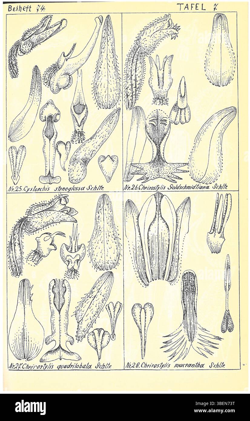 This plate shows four orchid species from India and Malaysia ...