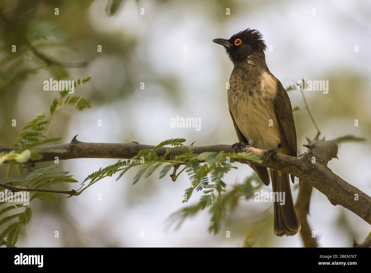 Pycnonotus nigricans hi-res stock photography and images - Alamy