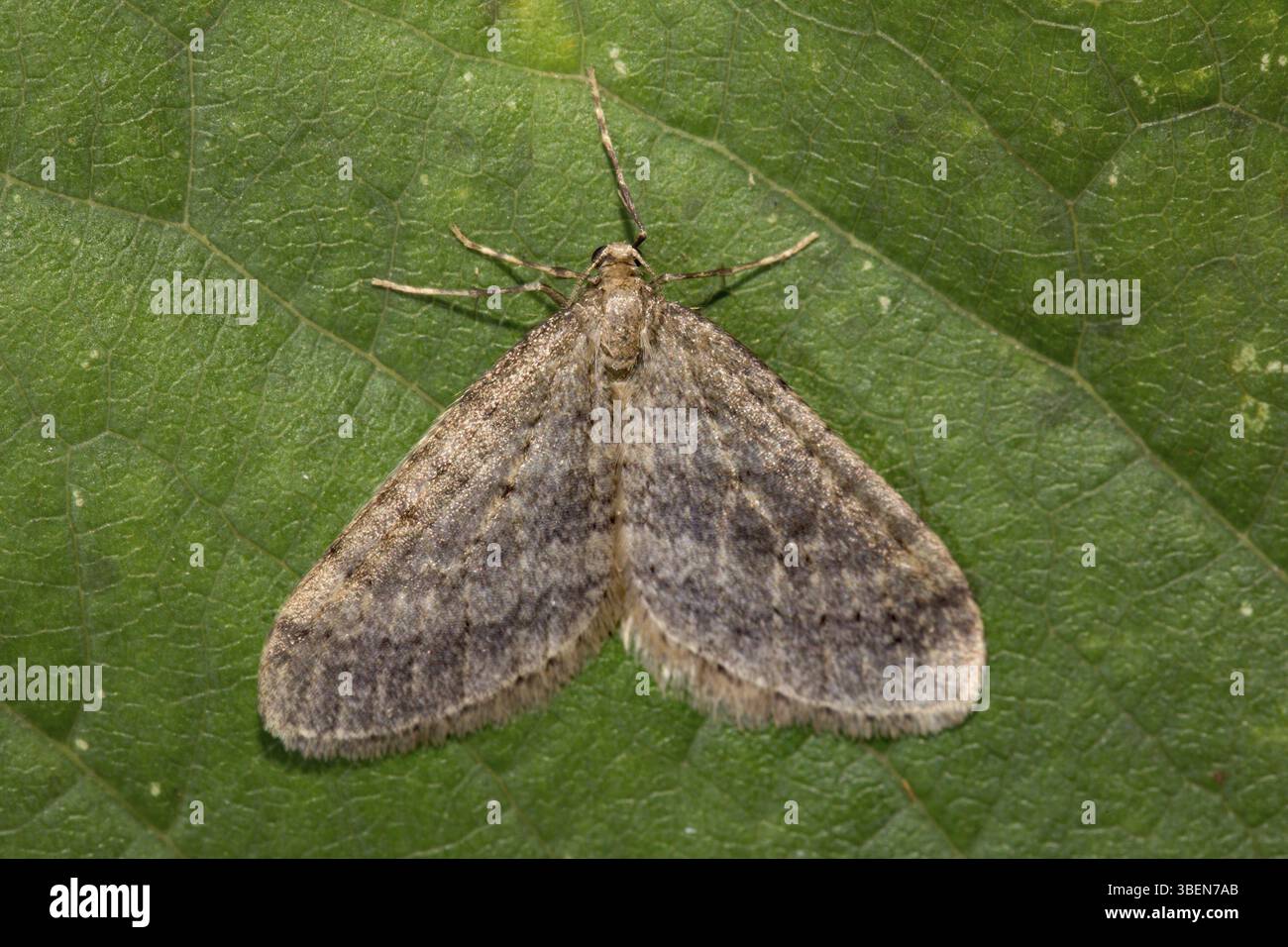 Winter moth (winter moth Stock Photo - Alamy